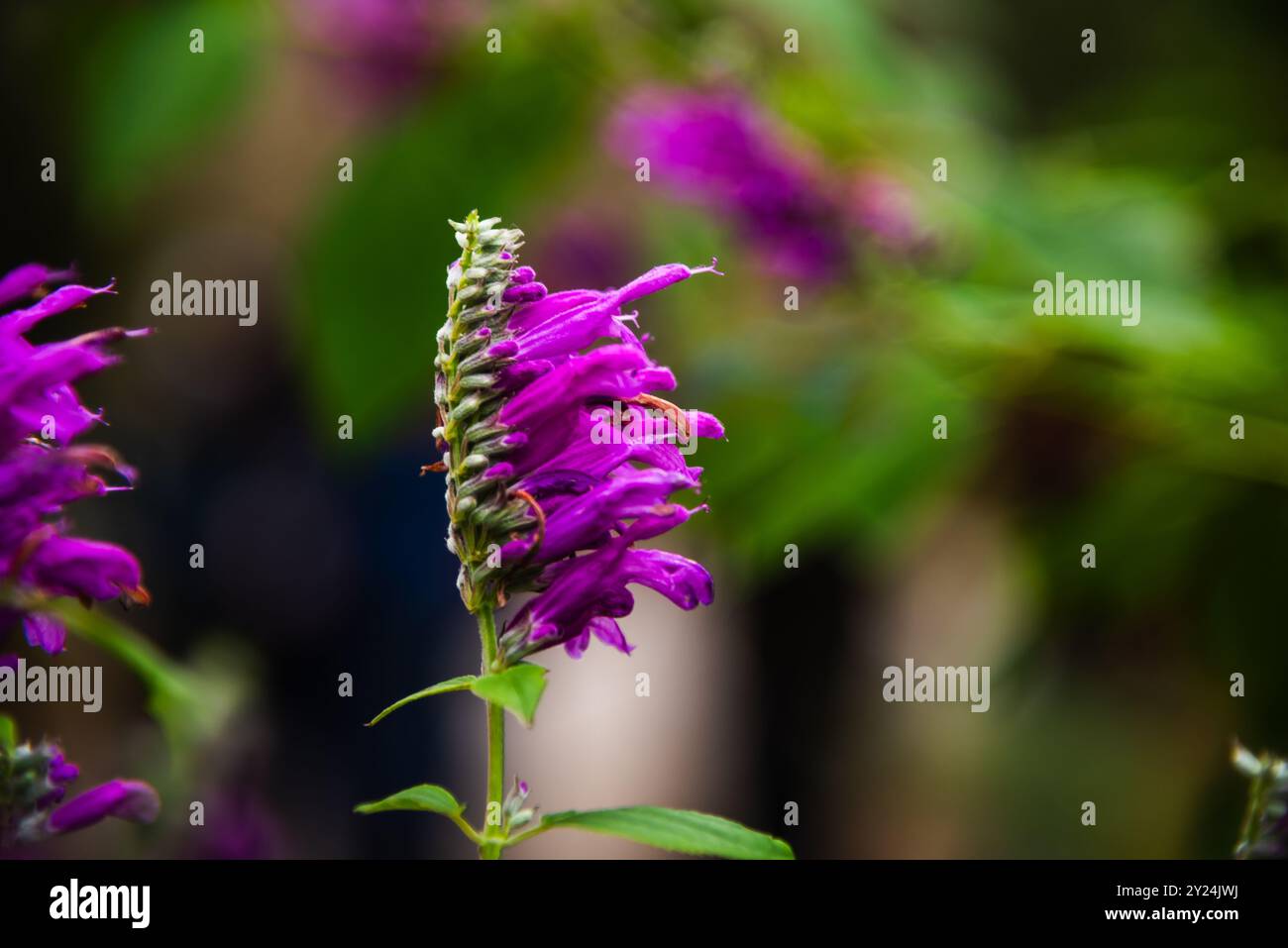 Purple spike flower hi-res stock photography and images - Alamy