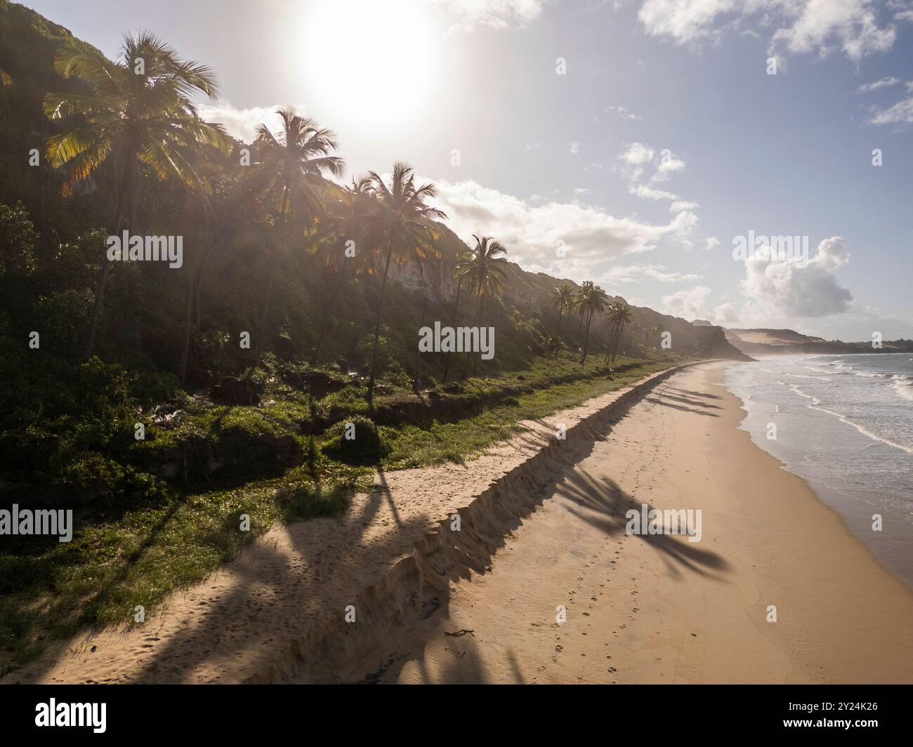 Beautiful aerial view to coconut palm trees in wild beach in Pipa Stock ...