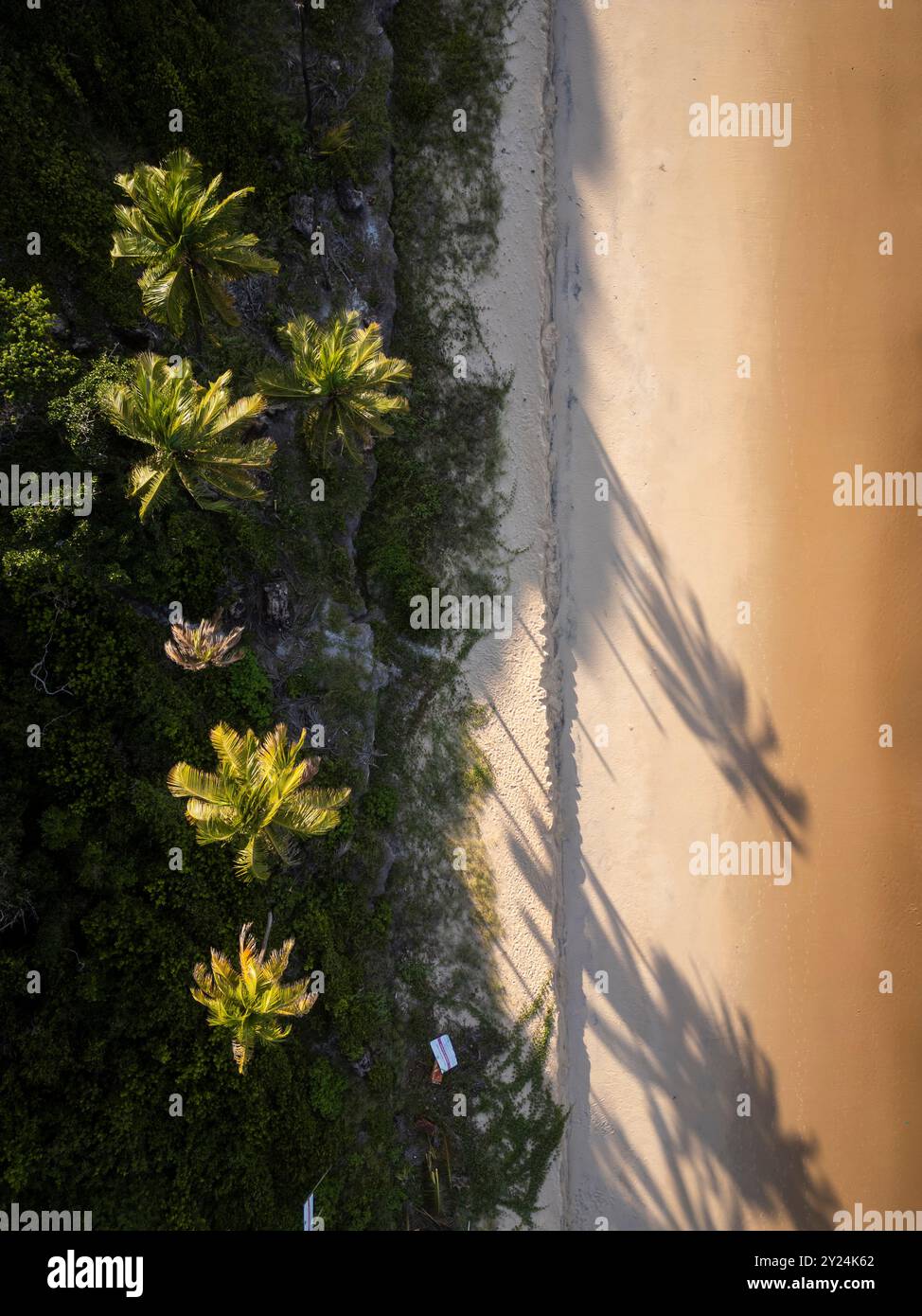 Beautiful aerial view to coconut palm trees in wild beach in Pipa Stock ...