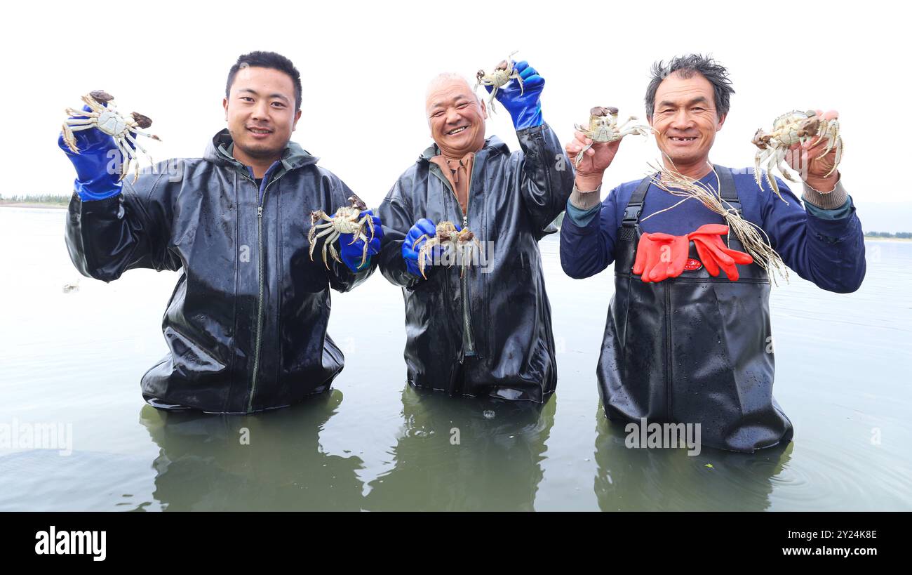 ZHANGYE, CHINA - SEPTEMBER 9, 2024 - Farmers catch hairy crabs in a ...