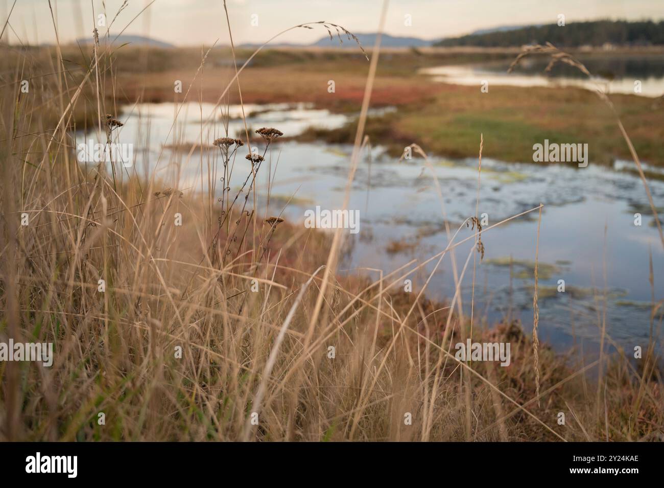 Peaceful wetland ecosystem hi-res stock photography and images - Alamy