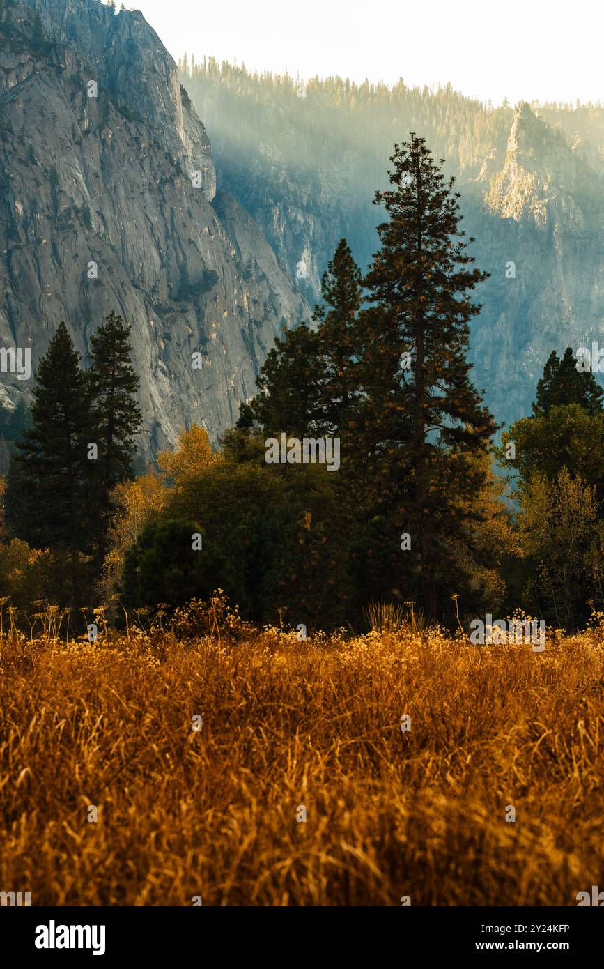 Golden autumn field and towering cliffs in Yosemite Stock Photo - Alamy