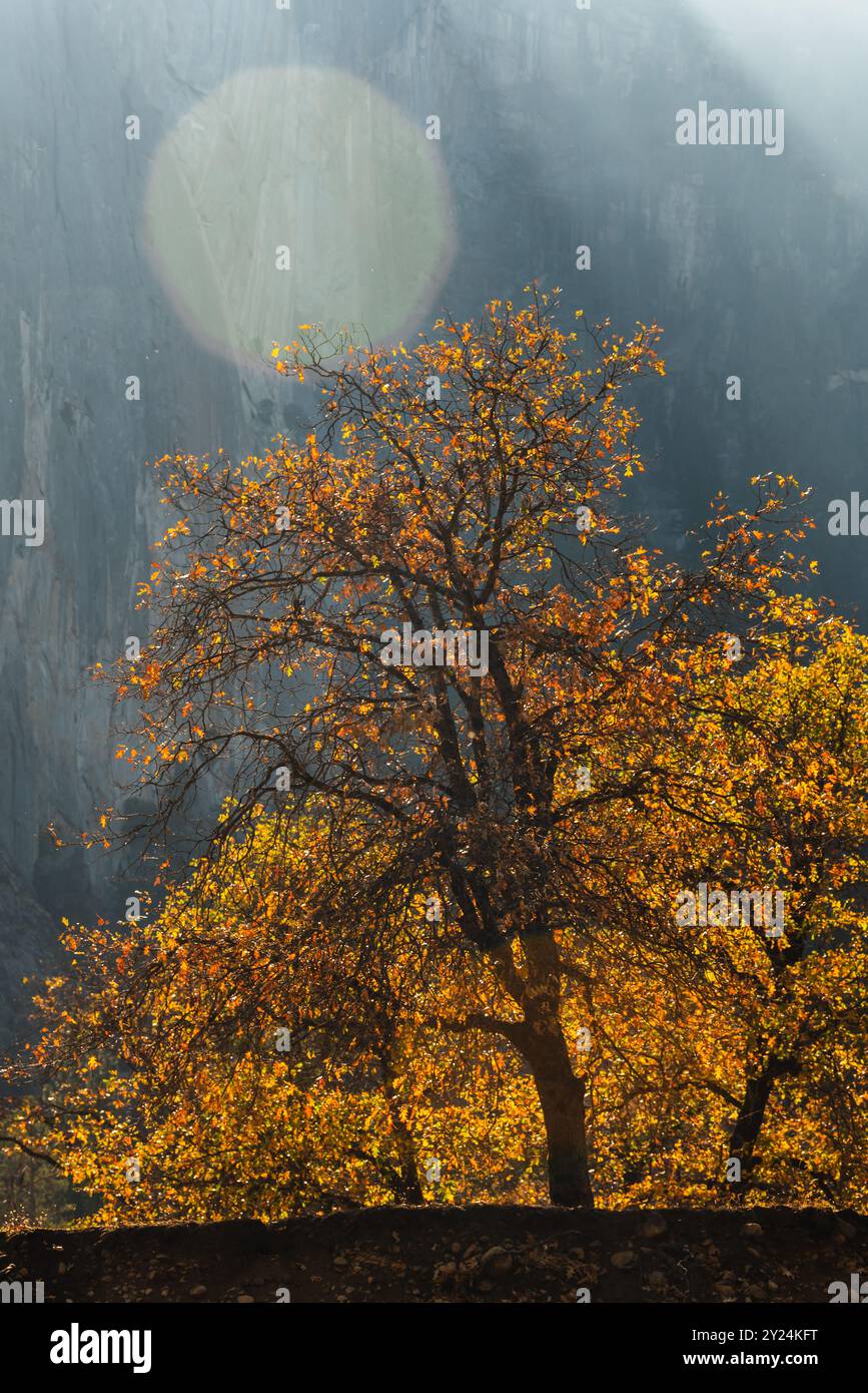 Sunlight beams forest calm sunlit hi-res stock photography and images ...