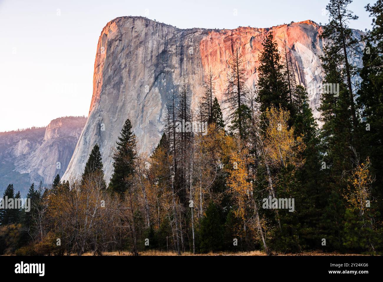 View tall trees in granite hi-res stock photography and images - Alamy