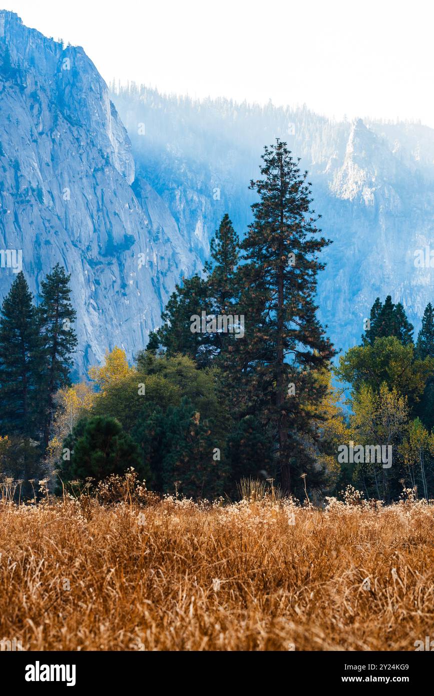 Golden field with towering pine trees and Yosemite’s majestic cliffs ...