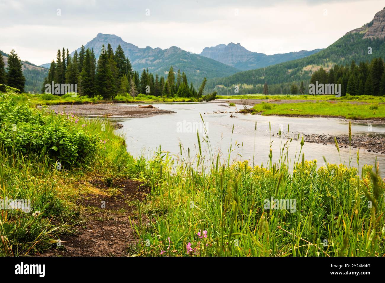 Through greenery hi-res stock photography and images - Alamy