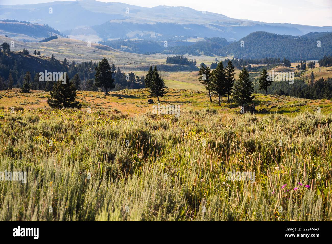 Expansive meadow with scattered trees and rolling hills in Yellowstone Stock Photo - Alamy