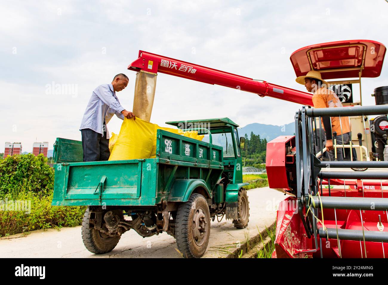CONGJIANG, CHINA - SEPTEMBER 7, 2024 - Villagers bag rice harvested by ...