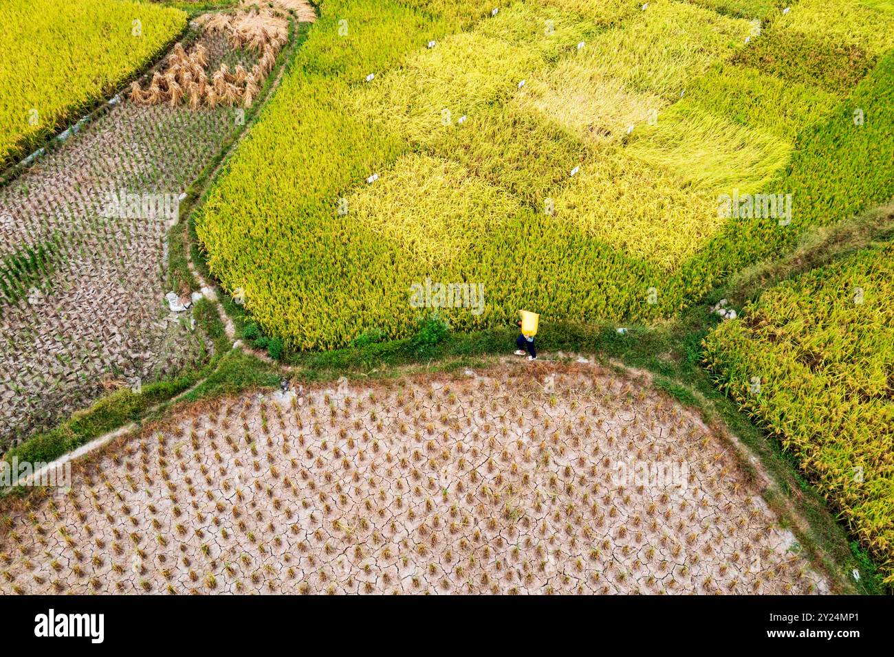 CONGJIANG, CHINA - SEPTEMBER 7, 2024 - Villagers carry harvested rice ...