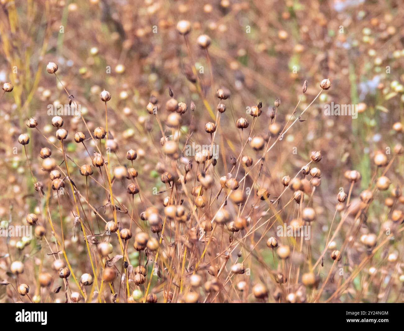 Dry seed capsules of common flax in the field. Agriculture of flax ...
