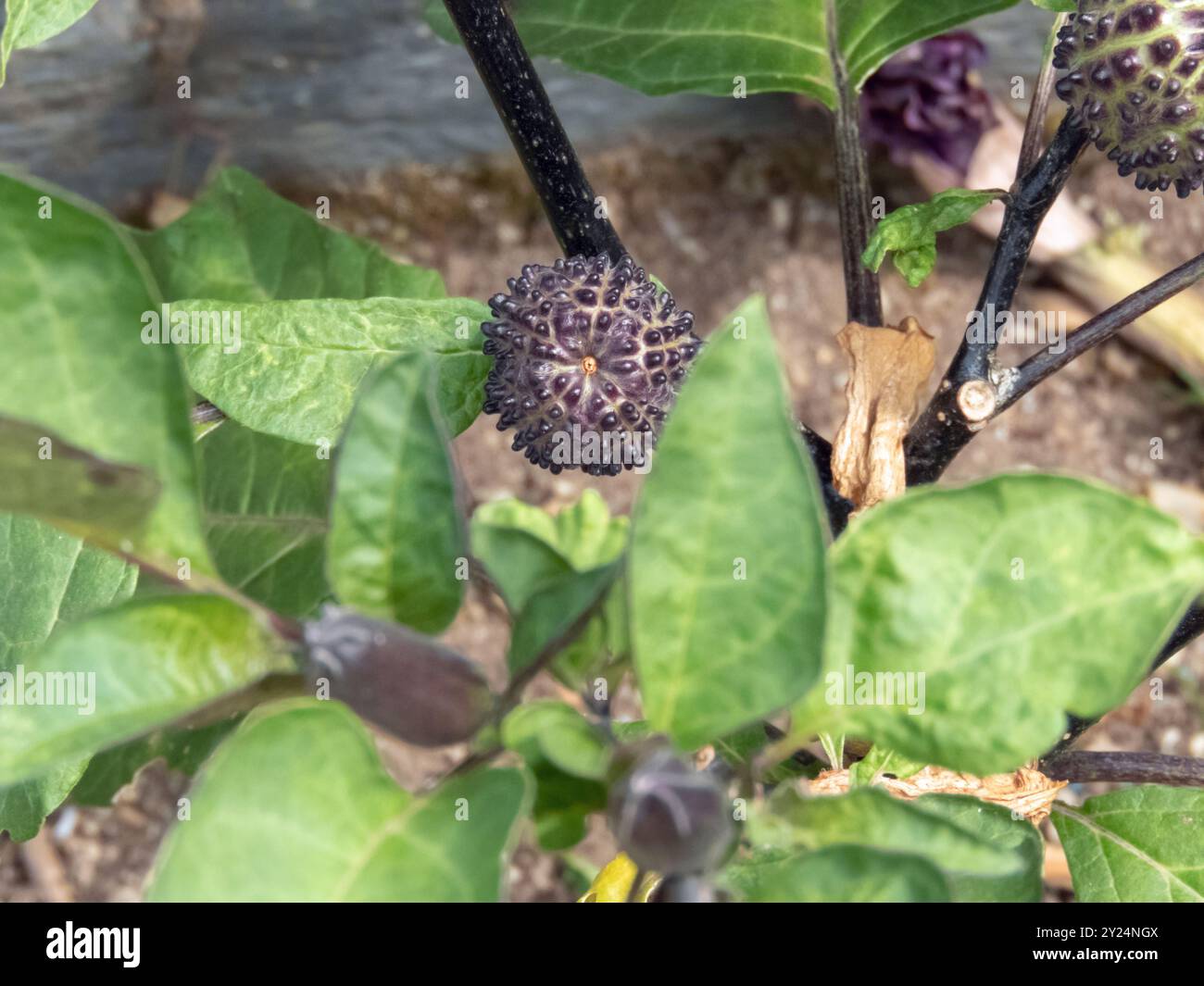 Datura metel, also known as Indian thornapple, has seed capsules ...