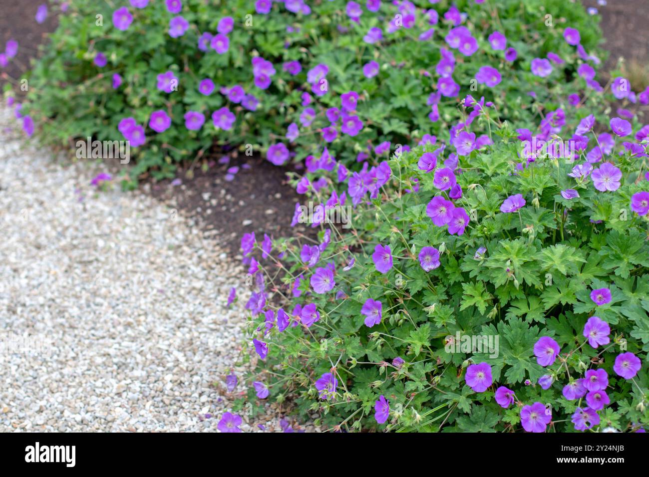 Cranesbill abundant flowering plants framing gravel path. Geranium ...