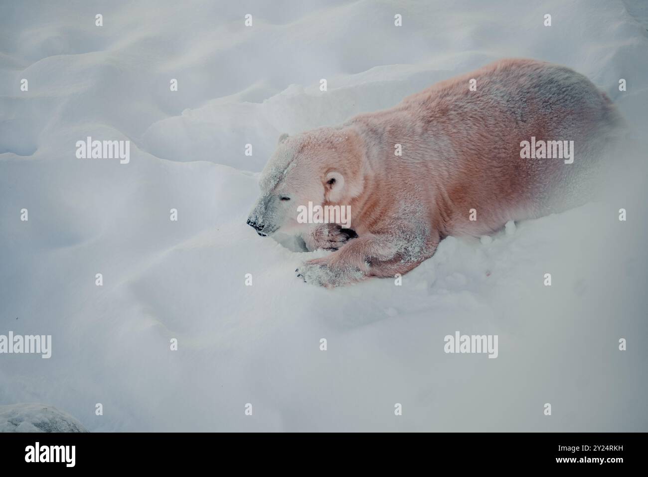 Polar bear lying in snow in wildlife park in Ranua, Lapland Stock Photo ...