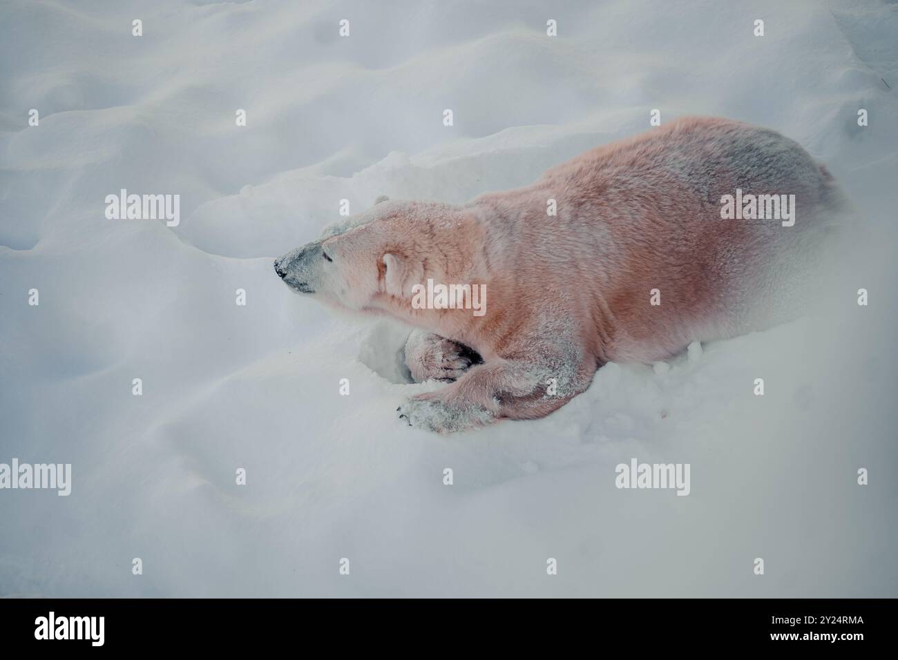 Polar bear lying down in snow in Ranua, Lapland Stock Photo - Alamy