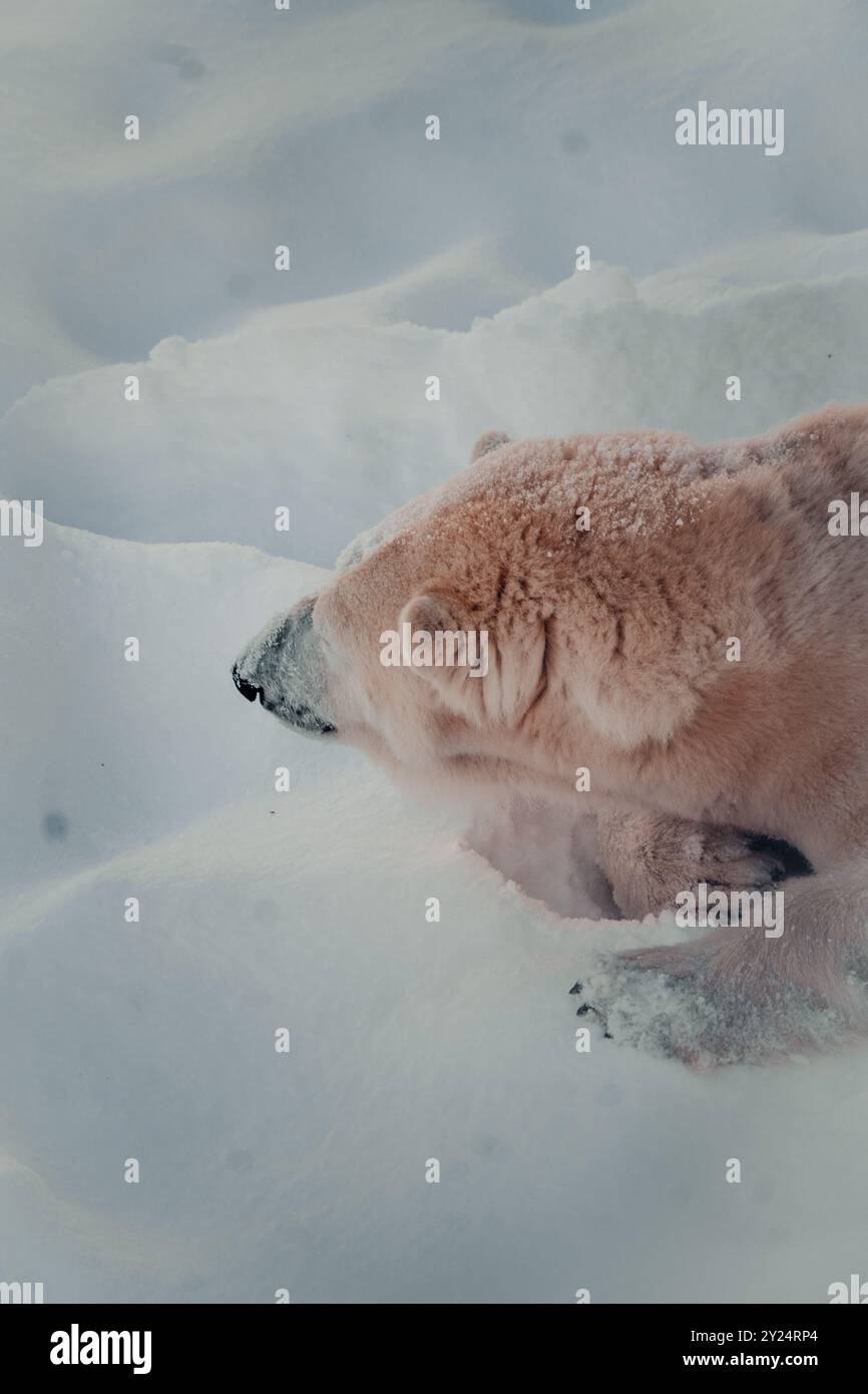 Polar bear lying down in the snow looking forward in Ranua, Lapland ...