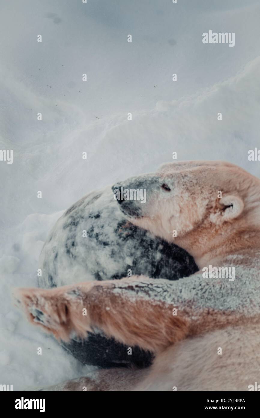 Polar bear lying over snowy rock in Ranua, Lapland Stock Photo - Alamy