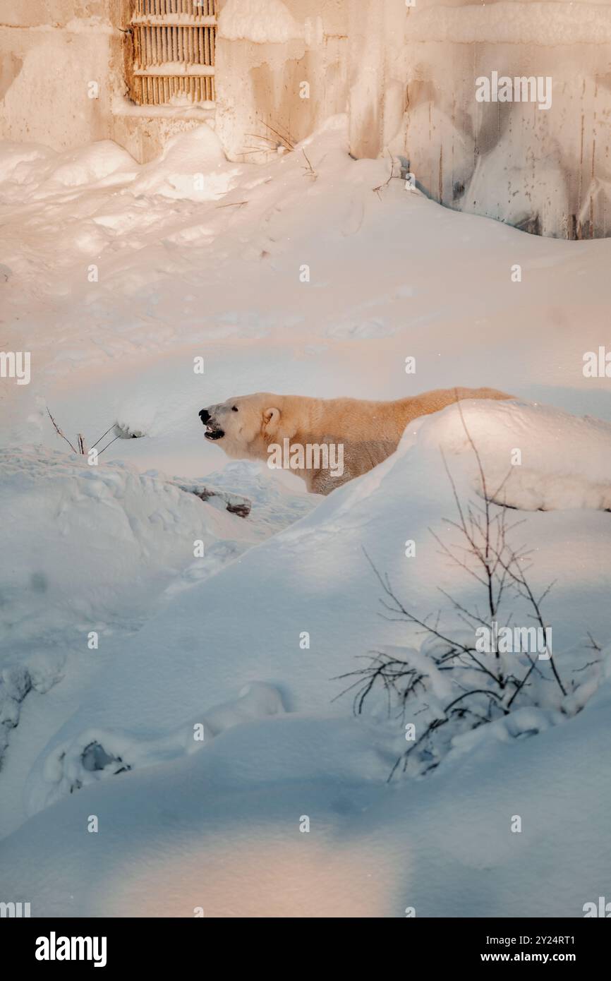 Polar bear showing its teeth in the snow in enclosure in Ranua, Lapland ...