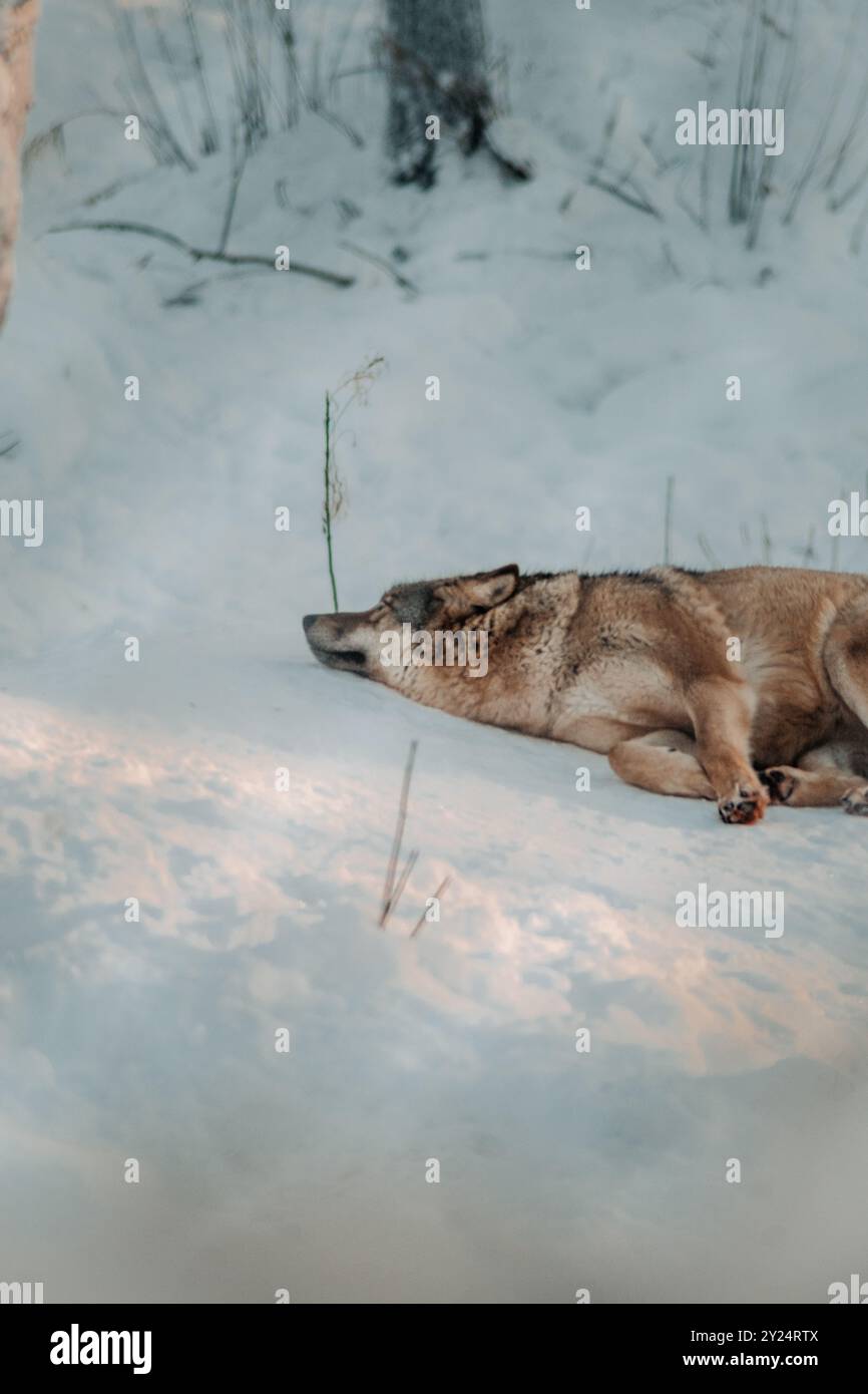 Wolf lying down in the snow in Ranua, Lapland Stock Photo - Alamy
