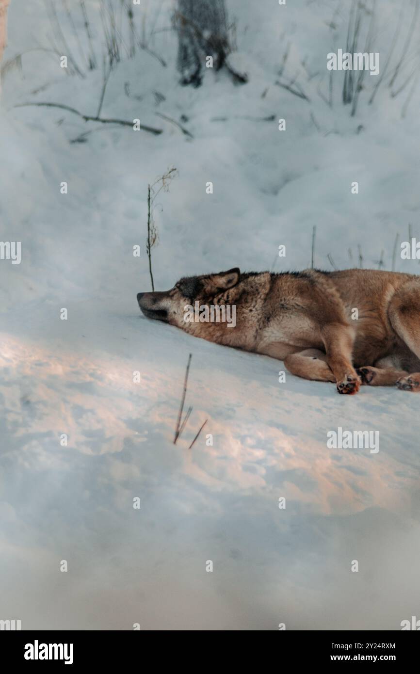 Wolf lying in the snow in Ranua, Lapland Stock Photo - Alamy