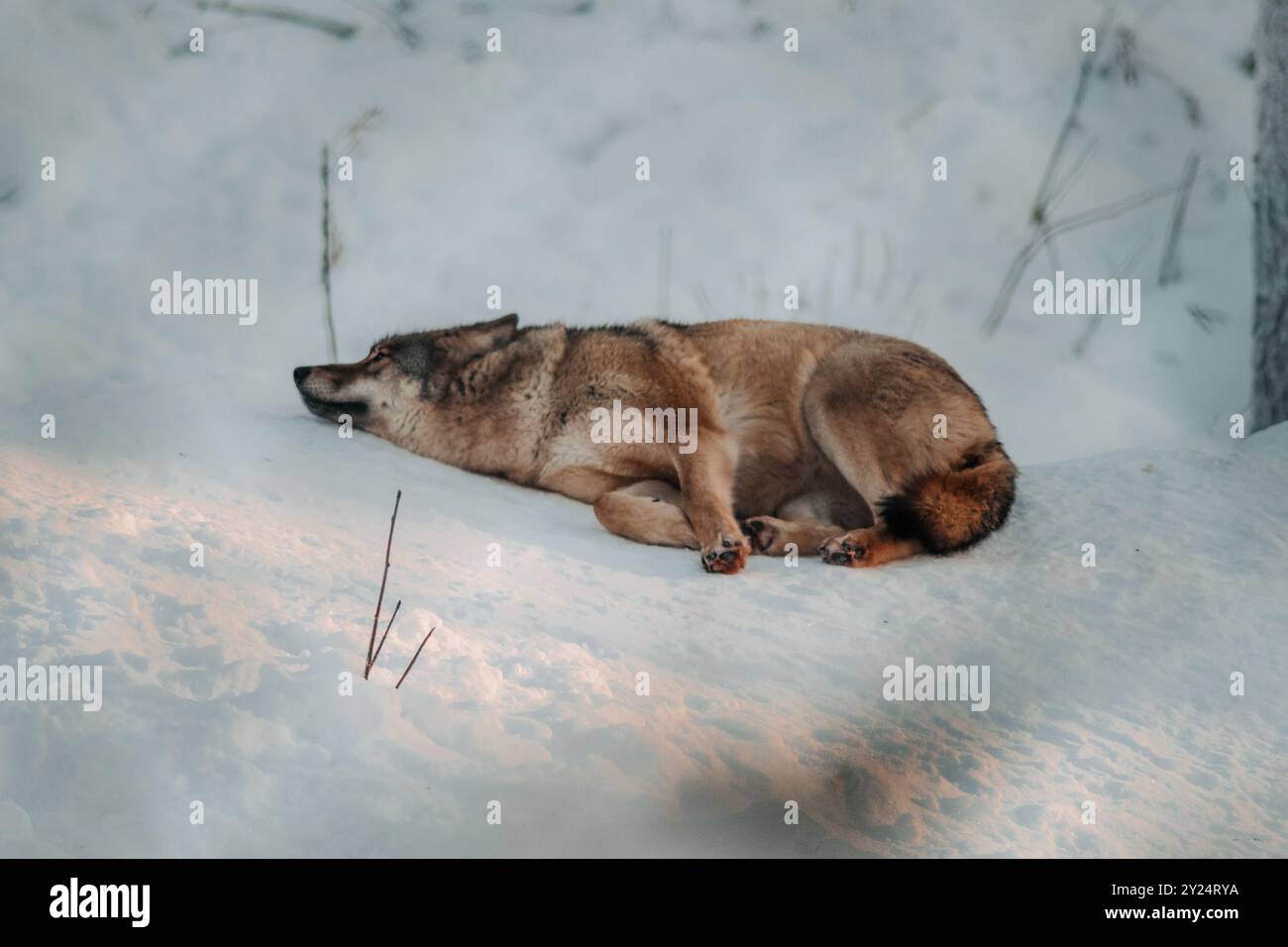 Wolf sleeping lying in the snow in Ranua, Lapland Stock Photo - Alamy
