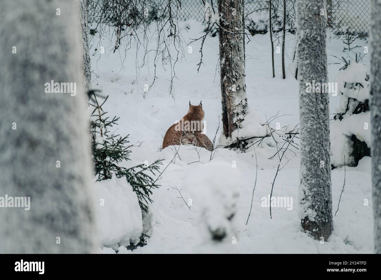 Two lynx under tree hi-res stock photography and images - Alamy