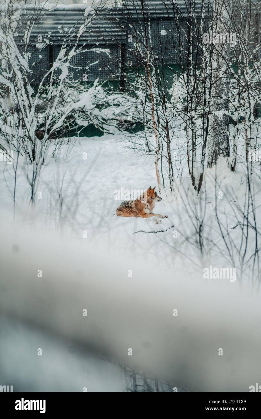 Wolf resting in the snow in Ranua, Lapland Stock Photo - Alamy