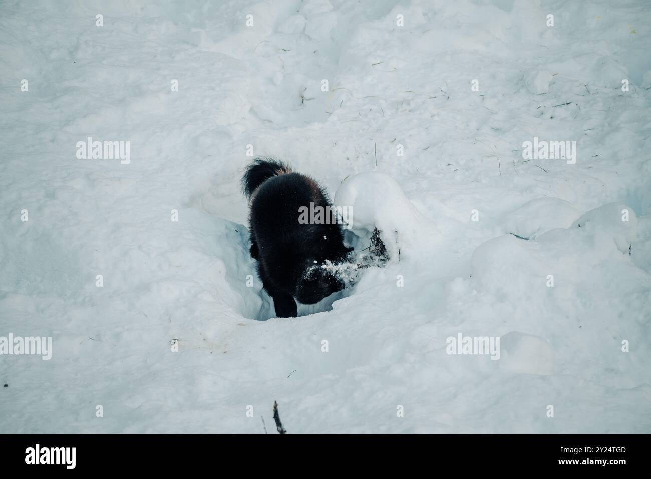 Black wolverine digging in snow in Ranua, Lapland Stock Photo - Alamy