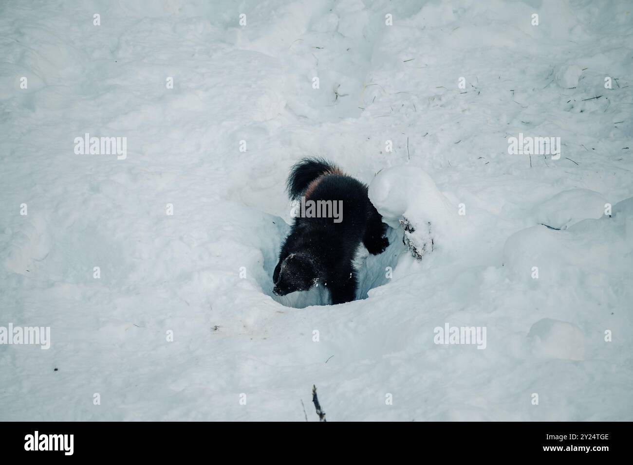 Wolverine digging in deep snow in Ranua, Lapland Stock Photo - Alamy