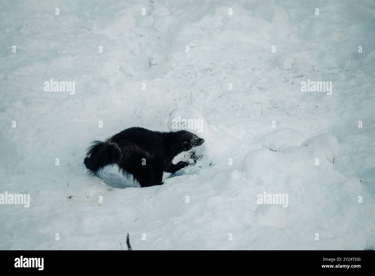 Black wolverine digging in deep snow in Ranua, Lapland Stock Photo - Alamy