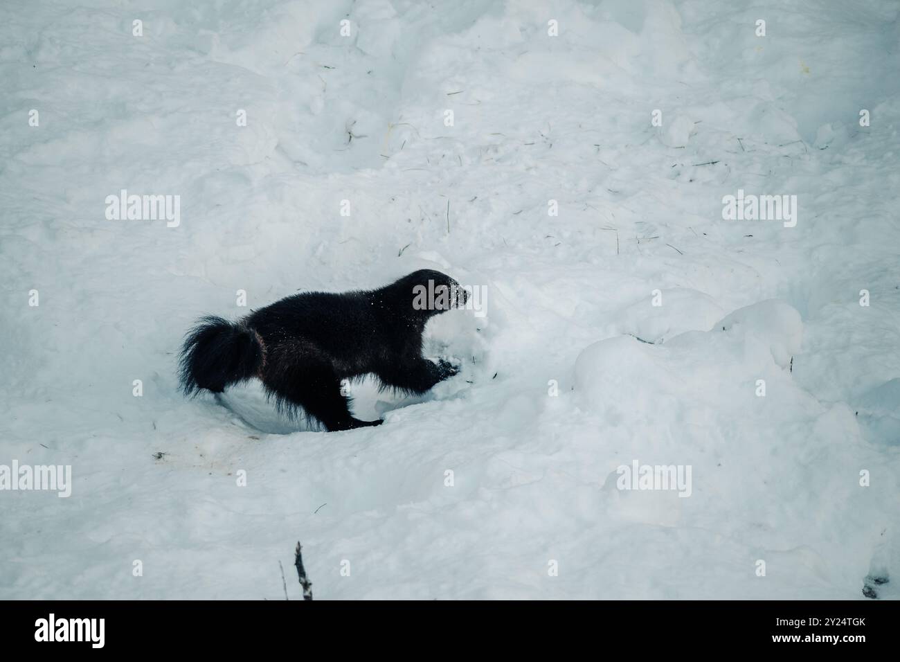 Wolverine in wildlife park in snow in Ranua, Lapland Stock Photo - Alamy