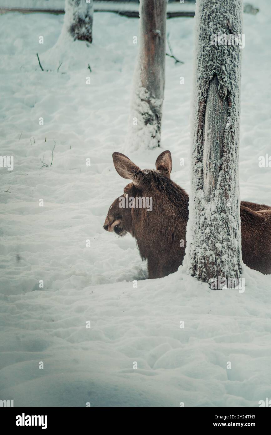Deer in snow behind tree in wildlife park in Ranua, Lapland Stock Photo ...