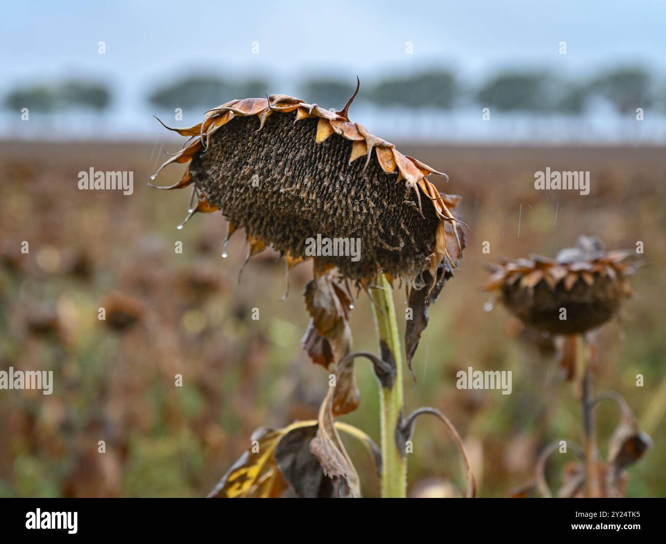 Rainy september 2024 hi-res stock photography and images - Alamy