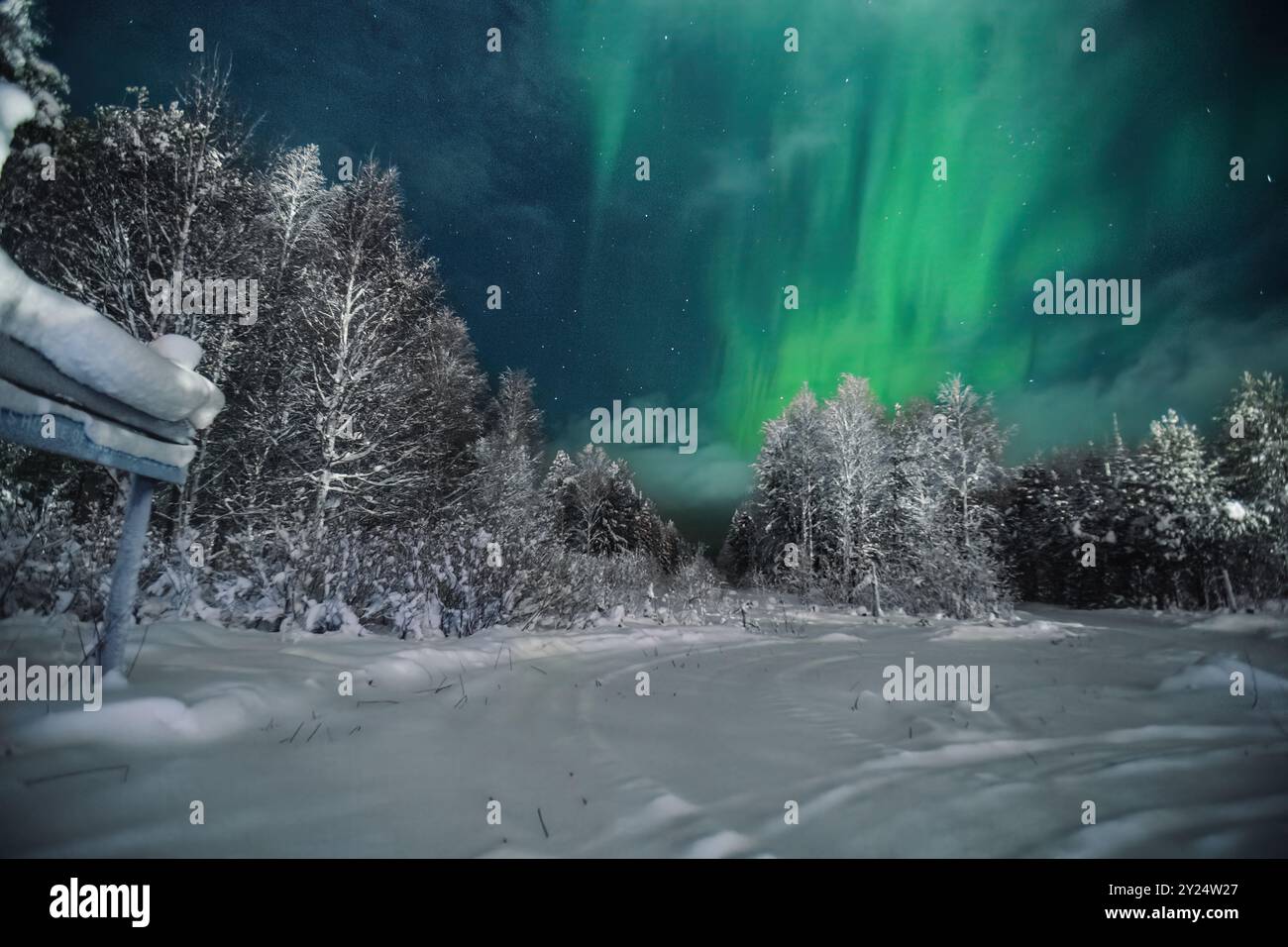 Northern lights above winter wonderland forest in Rovaniemi, Lapland ...