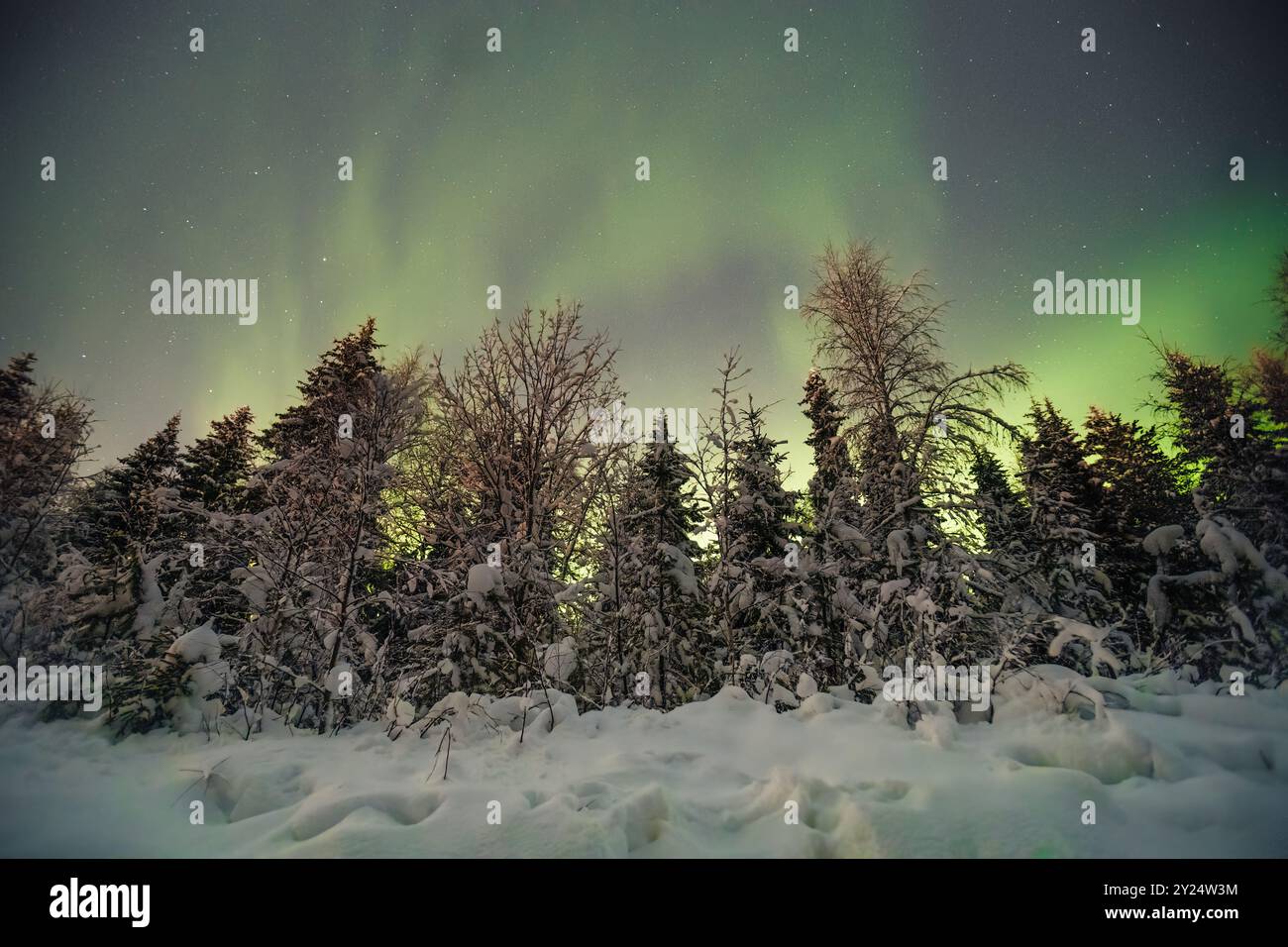 Bright wavy aurora borealis above snowy forest in Rovaniemi, Lapland ...
