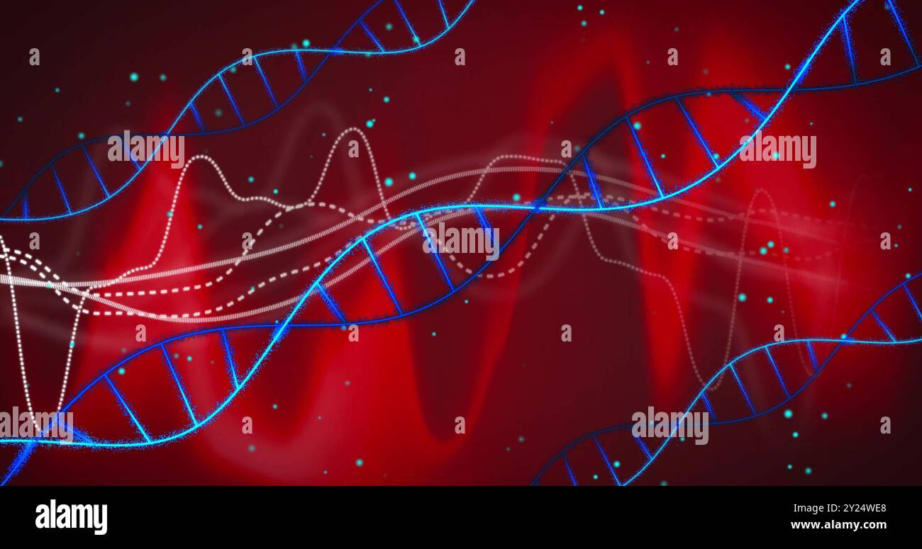 DNA strands and data waves, genetic research image over red background ...