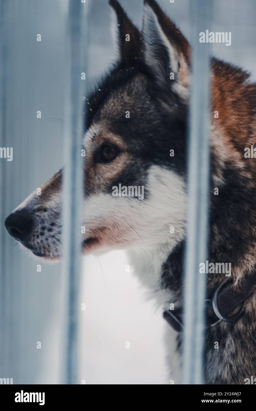 Husky face portrait behind bars in husky park in Rovaniemi, Lapland in ...
