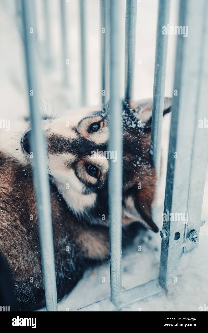 Husky lying looking through cage bars in Rovaniemi Lapland in the snow ...