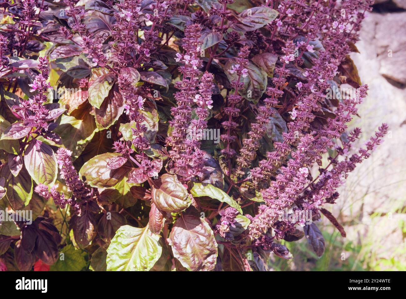 Purple Basil in farming and harvest. Basil is growing in rustic garden ...