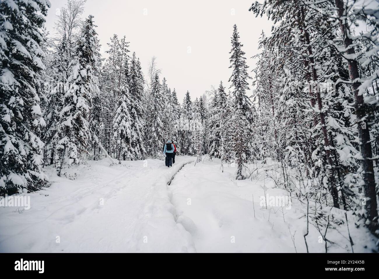 Tour group in snowy forest scene in Rovaniemi, Lapland Stock Photo - Alamy