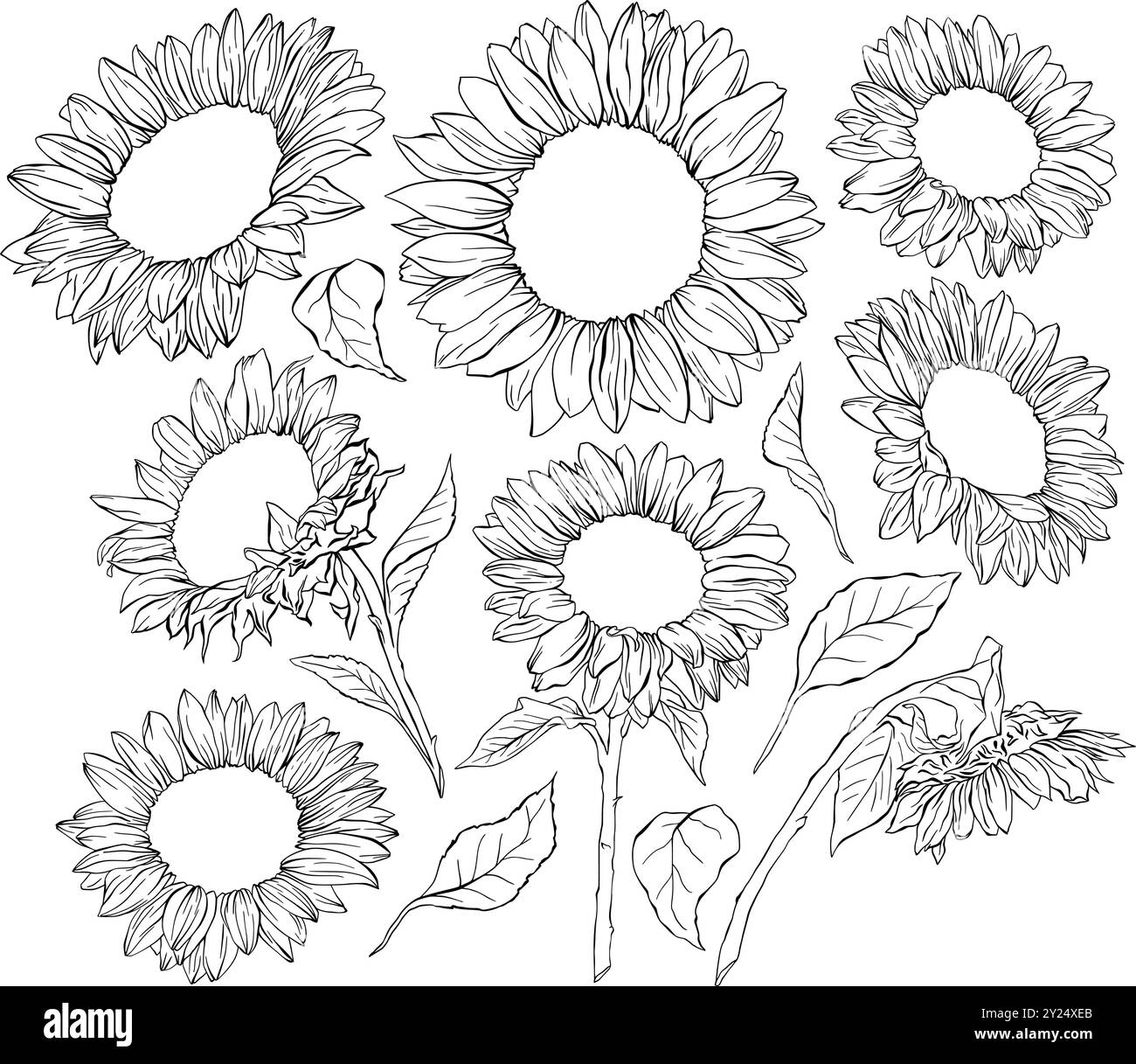 Sunflower Line Art Outline Flowers, Botanical Floral Line Drawing ...