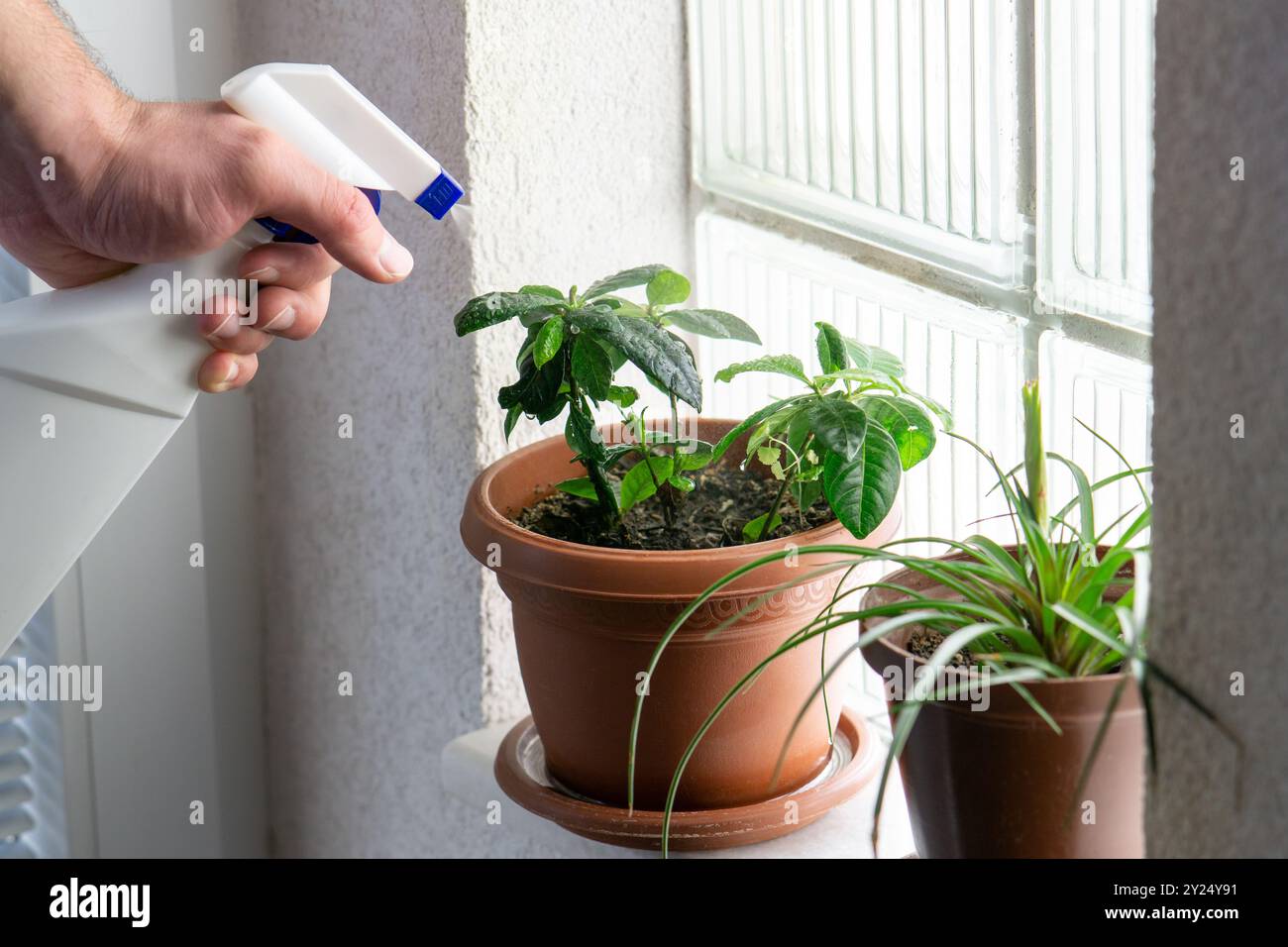 Male hand spraying houseplant next to glass block window Stock Photo ...