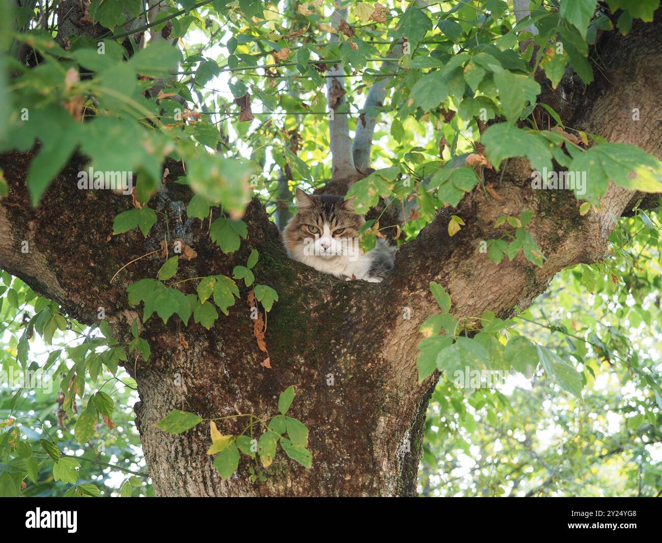 Ashleaf maple hi-res stock photography and images - Alamy