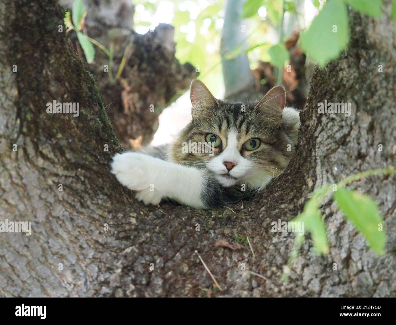 Ashleaf maple hi-res stock photography and images - Alamy
