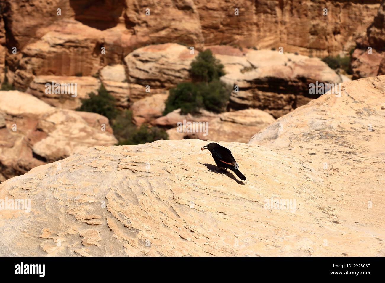 Birdwatching in Dana Biosphere Reserve in Jordan: Tristram's starling ...