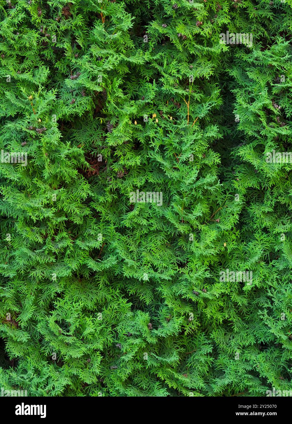 Evergreen tui plants landscape design hi-res stock photography and ...