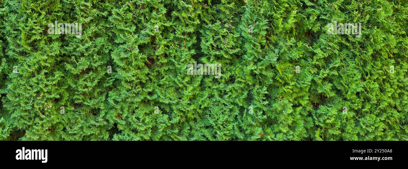 A beautiful hedge of thuja trees. Panoramic view of a thuja hedge ...