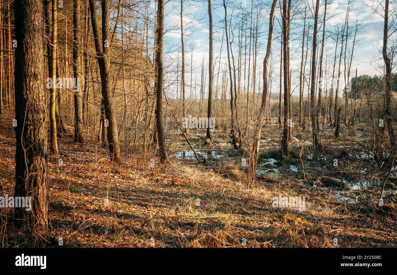 Dark Mysterious Forest Scary Trees In Dark Mysterious Forest, early ...