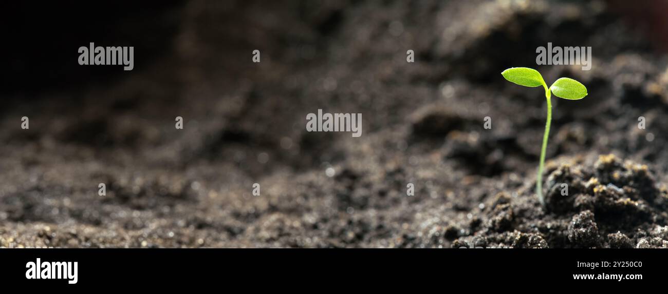 Growing Green Sprout From Soil. Spring Agricultural Season Stock Photo ...