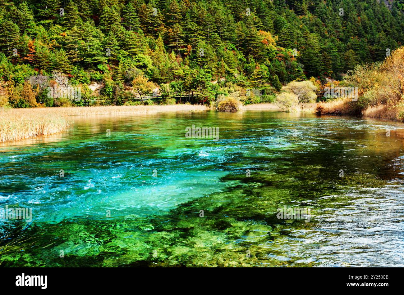 Beautiful river with azure crystal water among evergreen woods Stock ...