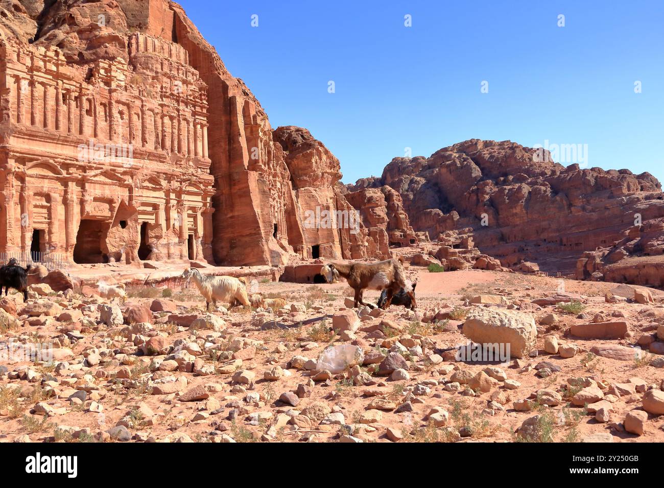Goats in the area of Wadi Musa, Petra in Jordan Stock Photo - Alamy